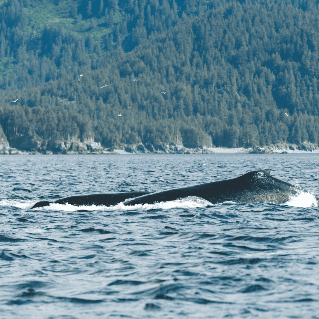 Best Tours for Whale Watching in Icy Strait Point, Alaska